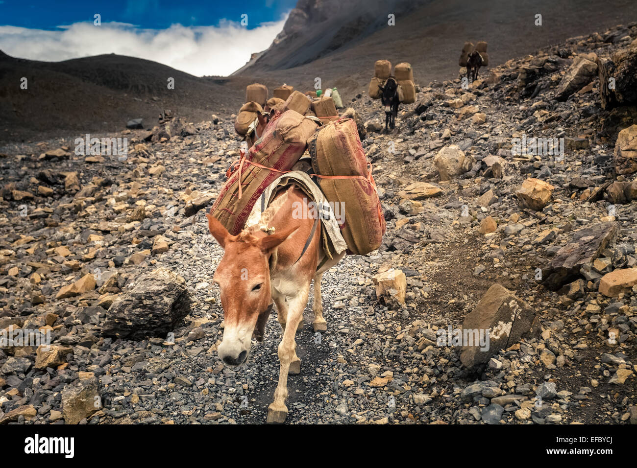 Mule donkey carriage hi-res stock photography and images - Alamy