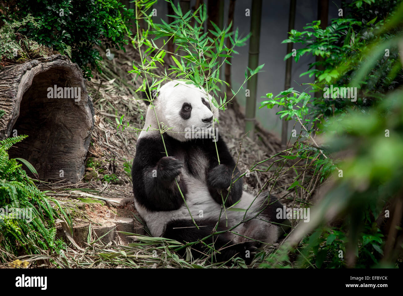 Hungry giant panda Stock Photo - Alamy
