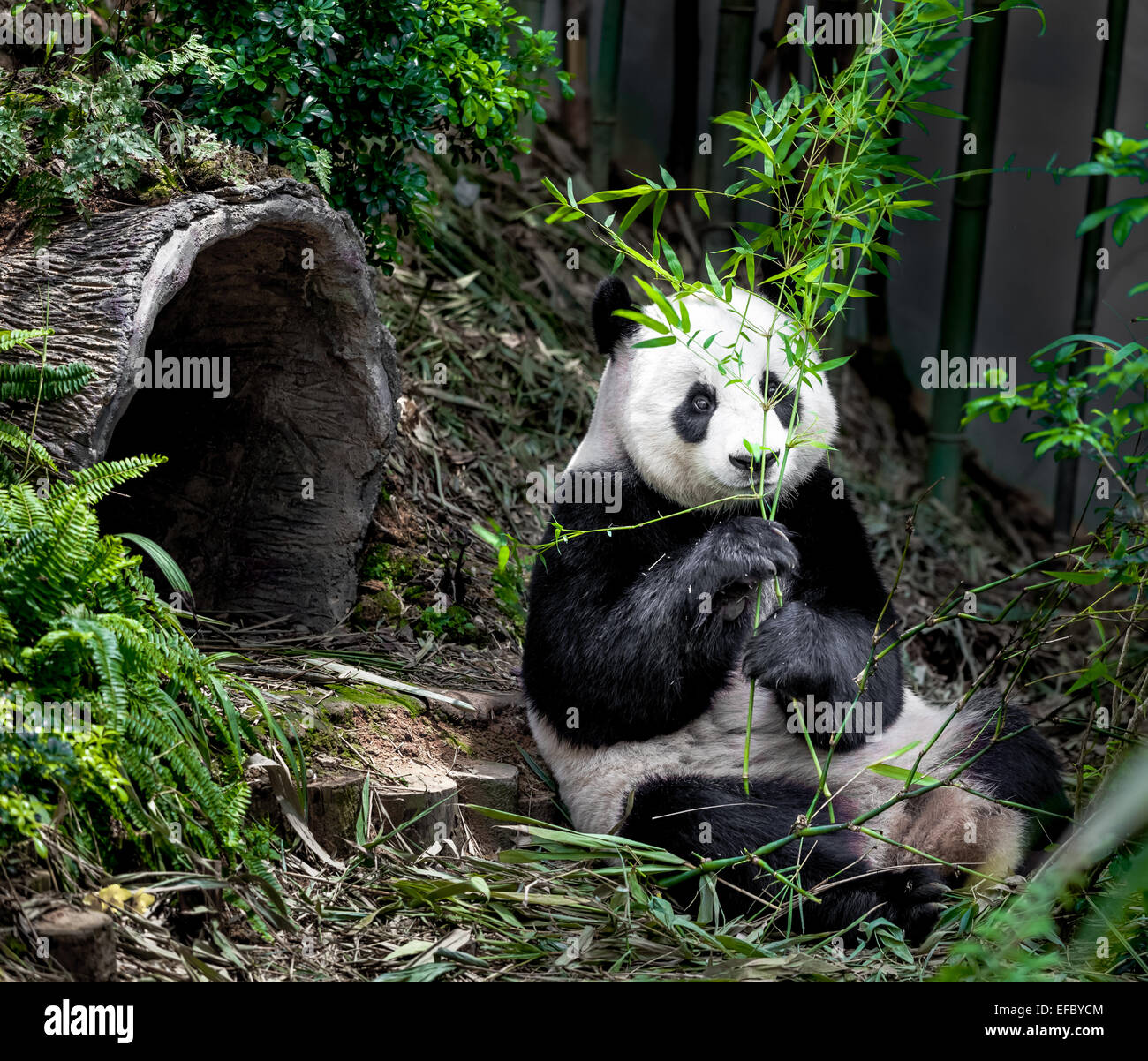 Hungry giant panda Stock Photo - Alamy