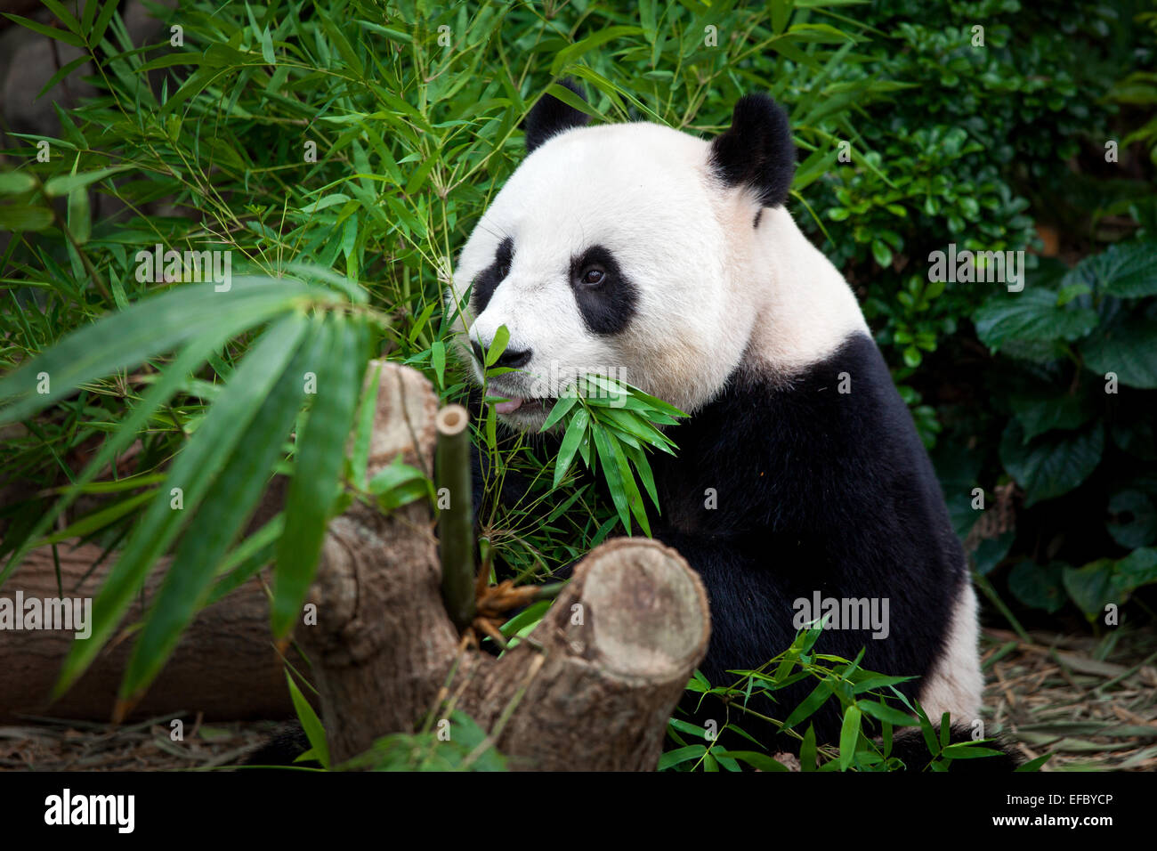 Hungry giant panda Stock Photo - Alamy