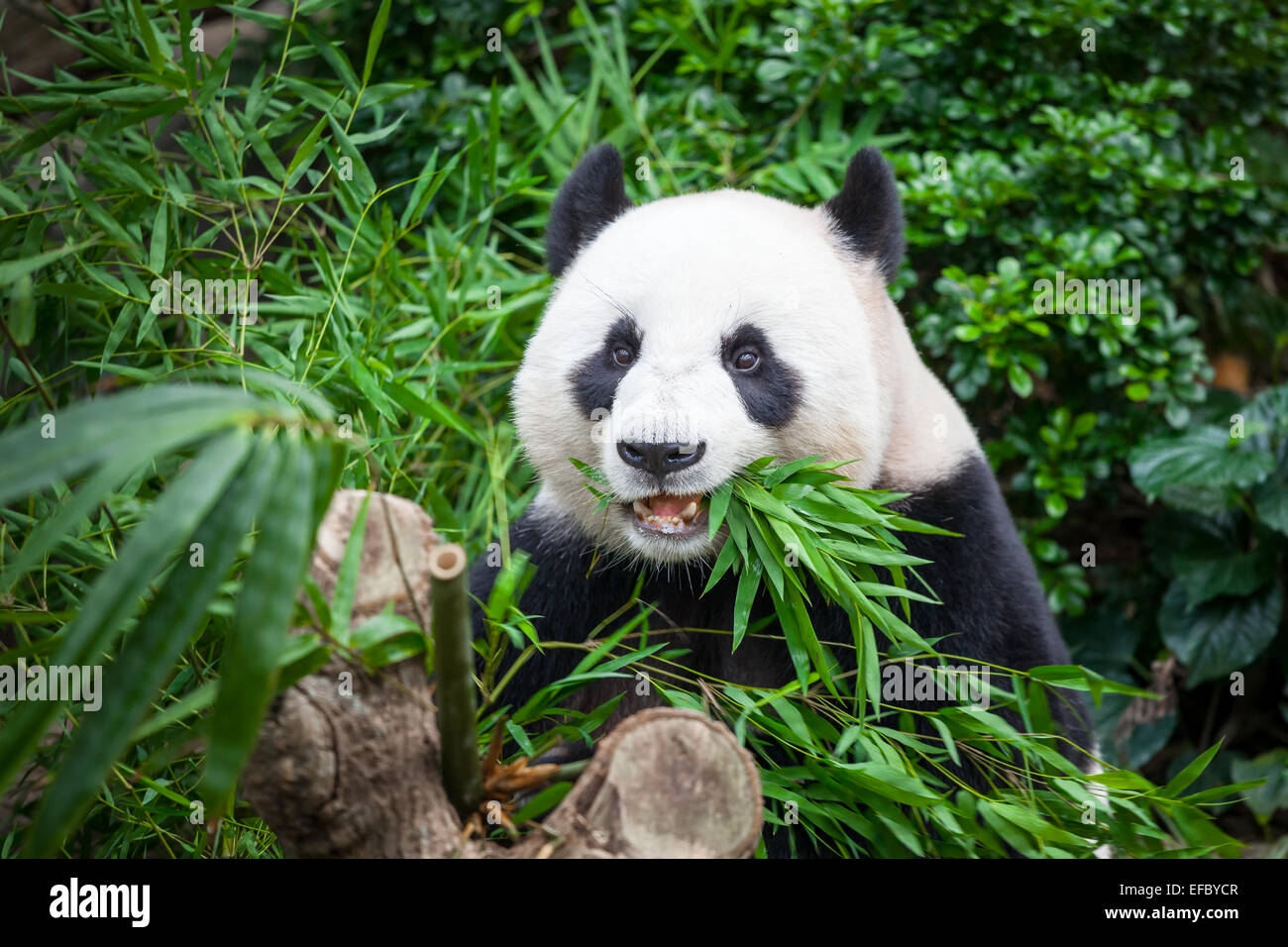 Hungry giant panda Stock Photo - Alamy