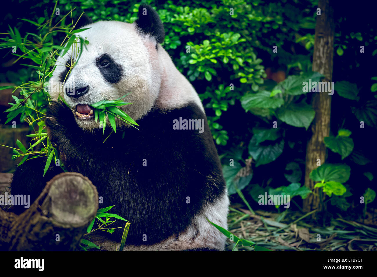 Hungry giant panda Stock Photo - Alamy