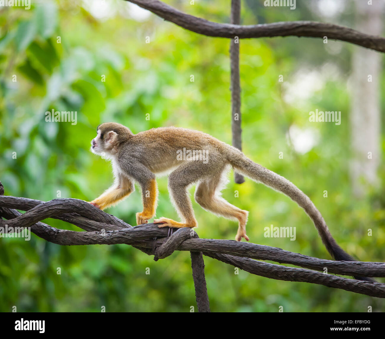 Black capped squirrel monkey cute little hi-res stock photography and ...