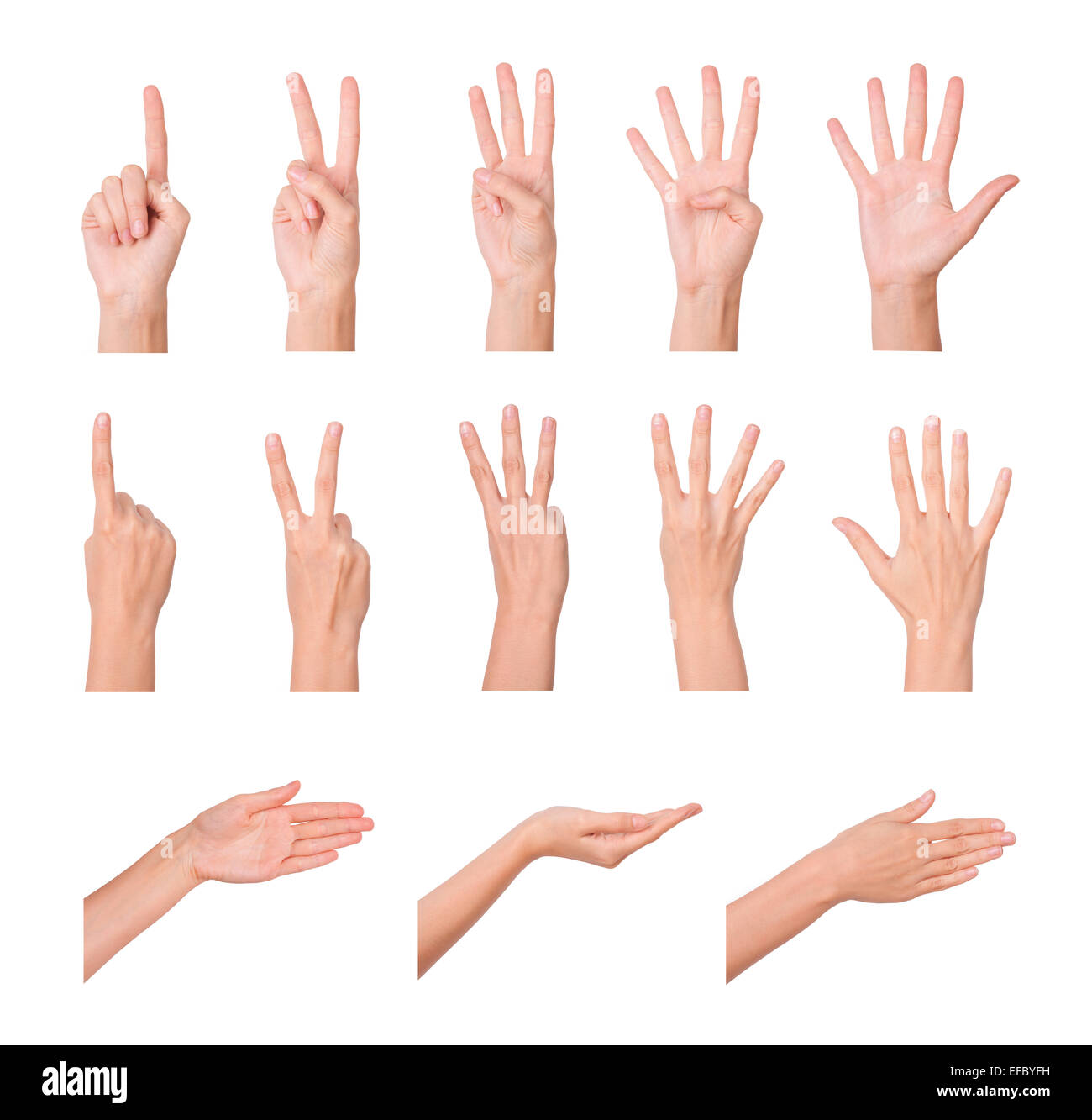 Hands anatomy hi-res stock photography and images - Alamy