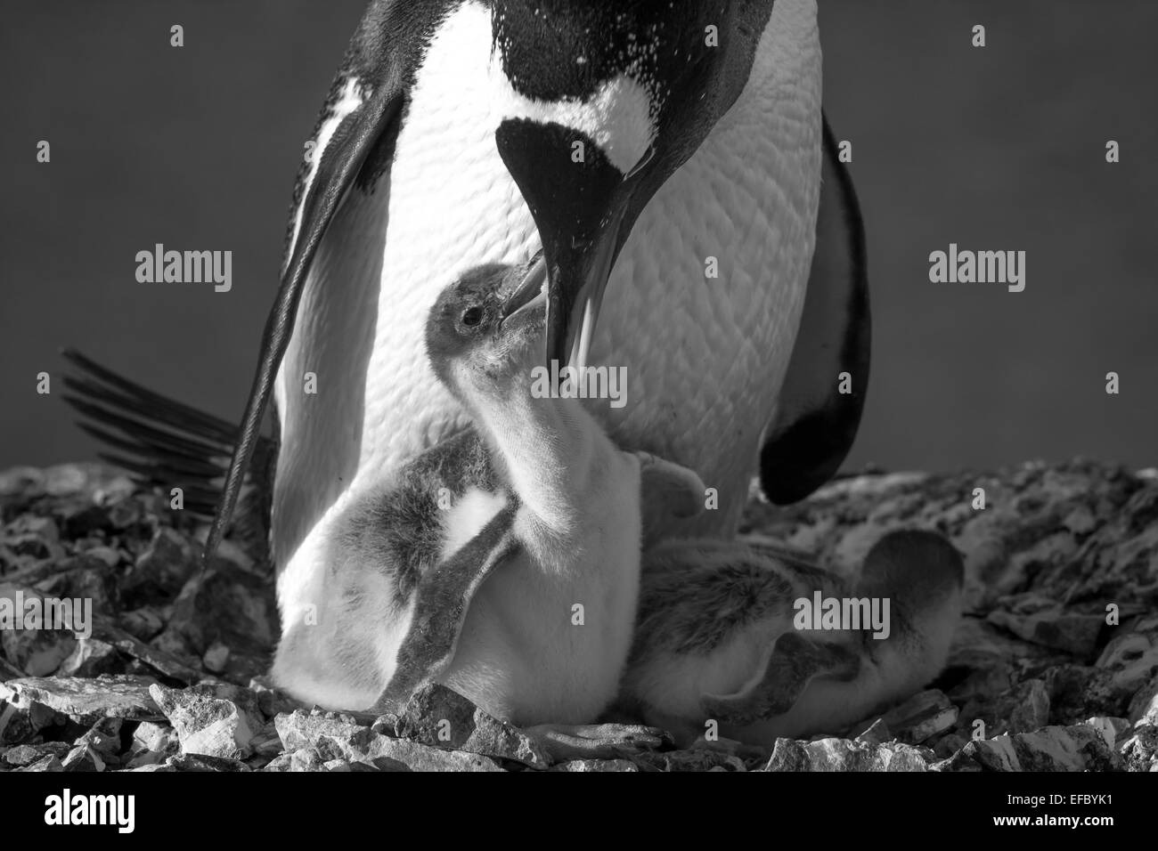 Newborn penguin hi-res stock photography and images - Alamy