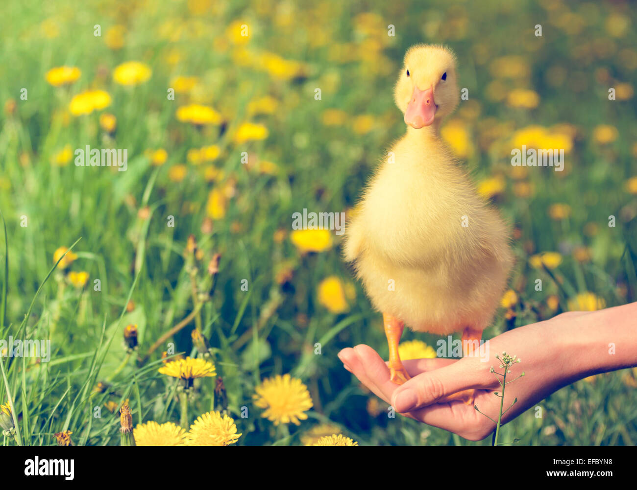 Little yellow duckling Stock Photo - Alamy