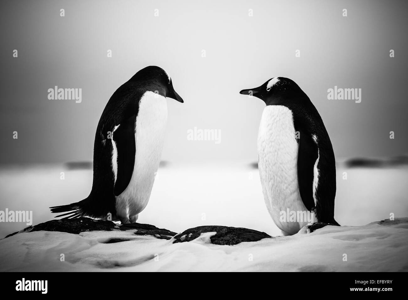 two identical penguins resting Stock Photo - Alamy