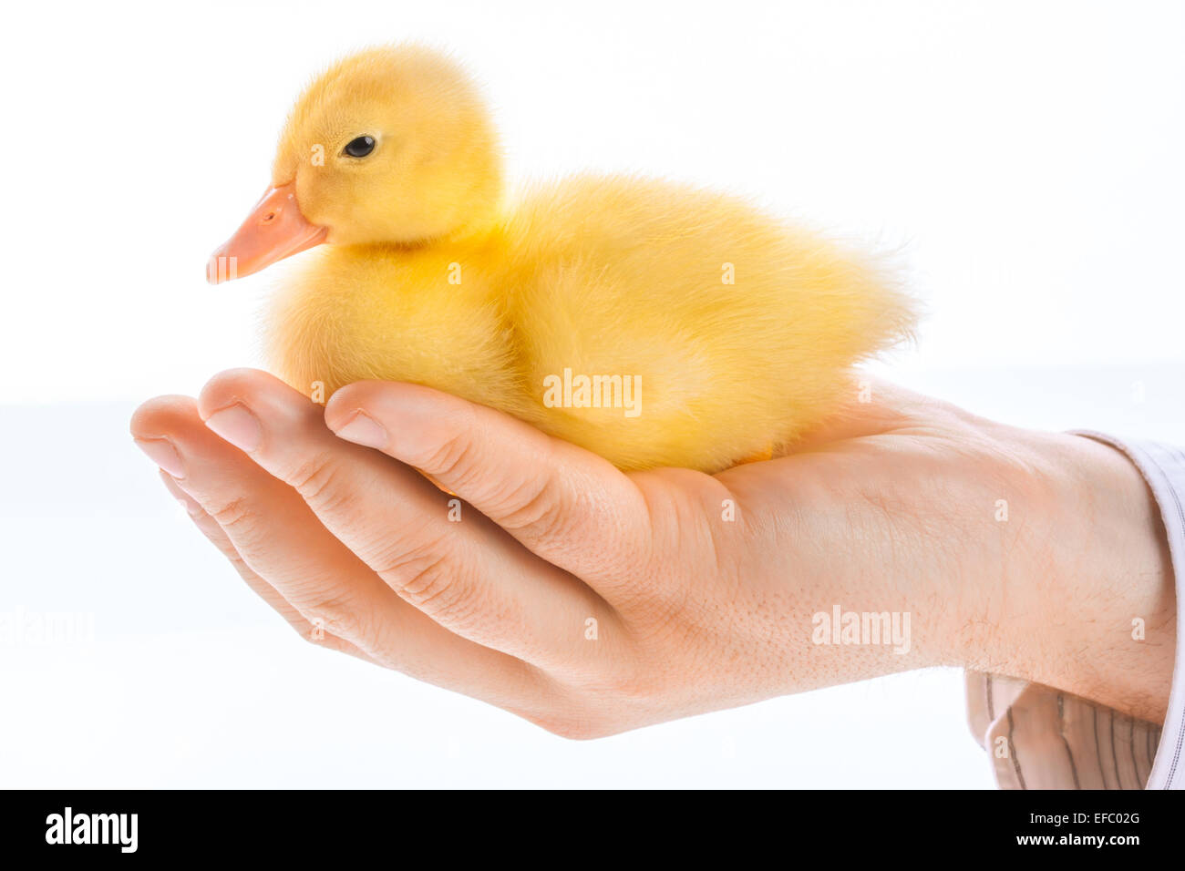 Little yellow duckling Stock Photo - Alamy