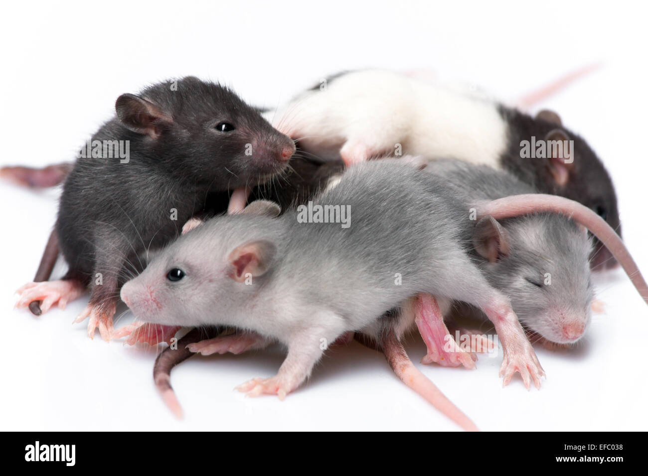 cute baby rats Stock Photo - Alamy