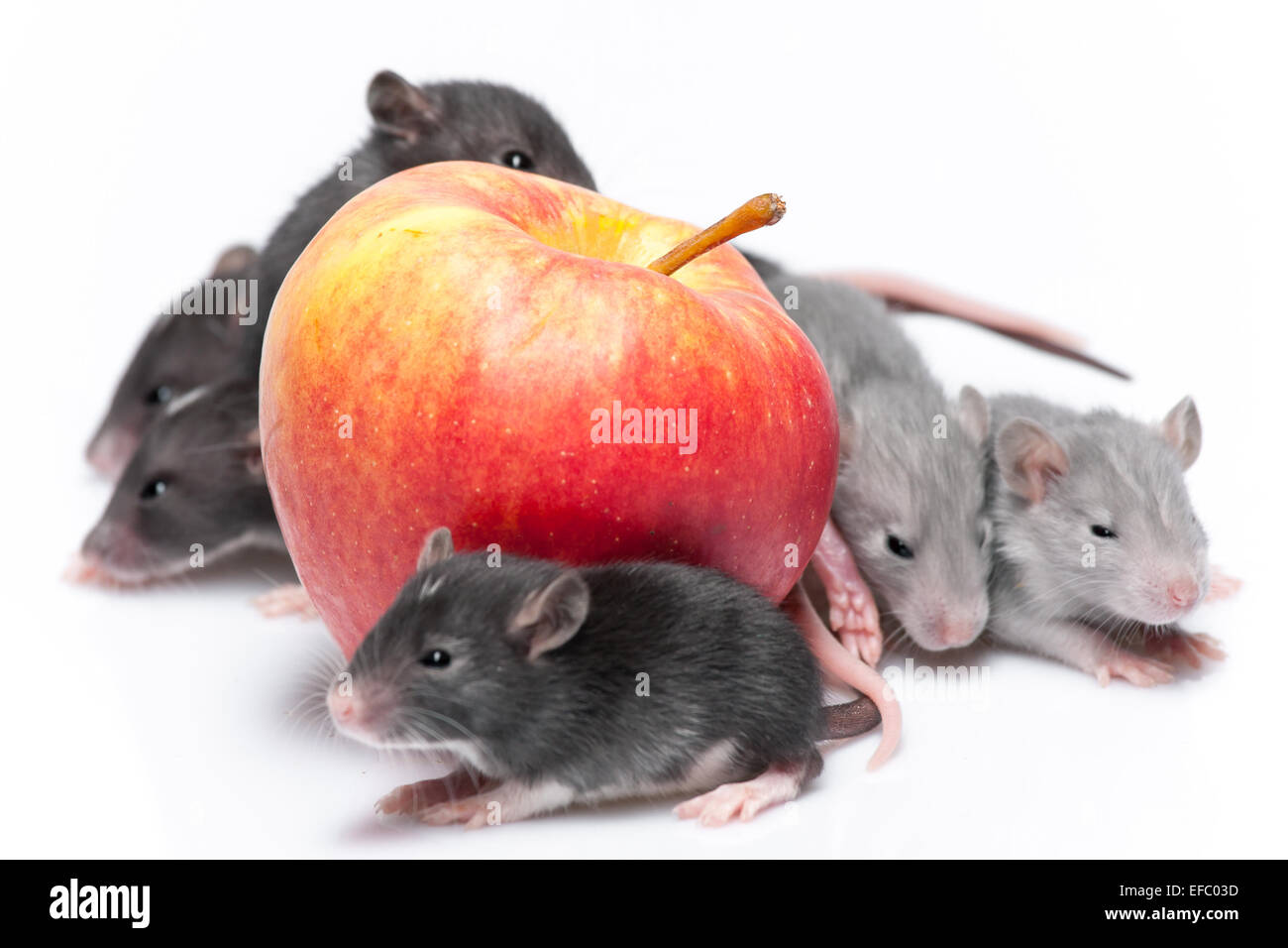 cute baby rats Stock Photo - Alamy