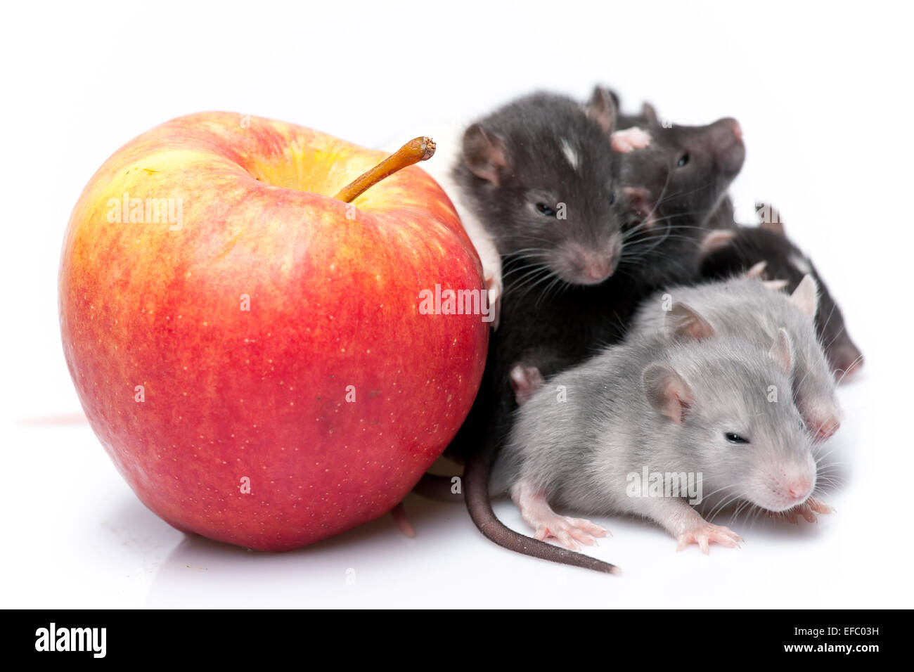 cute baby rats Stock Photo - Alamy