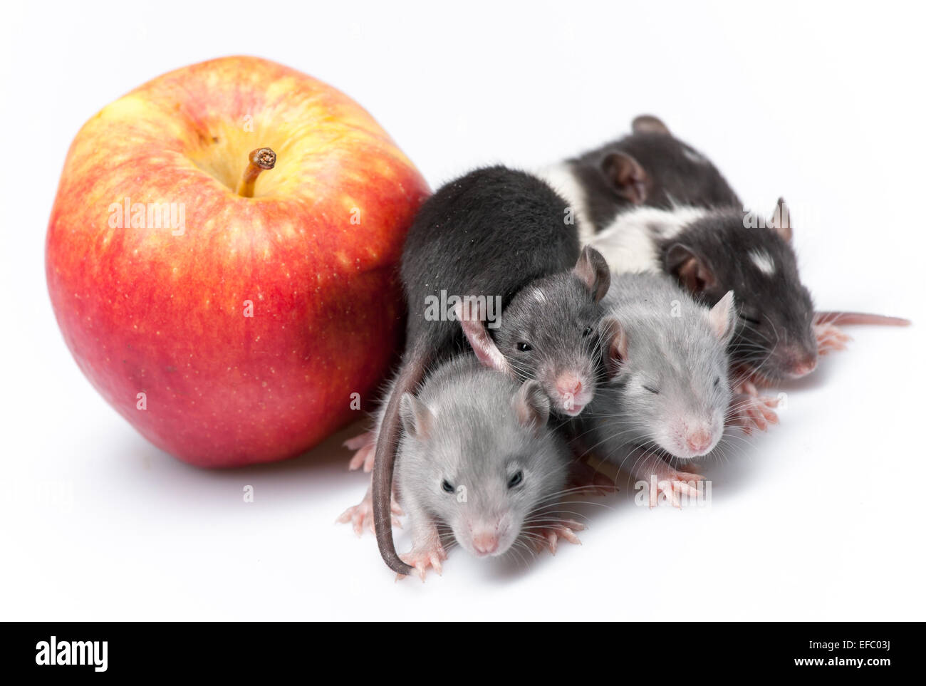 cute baby rats Stock Photo - Alamy