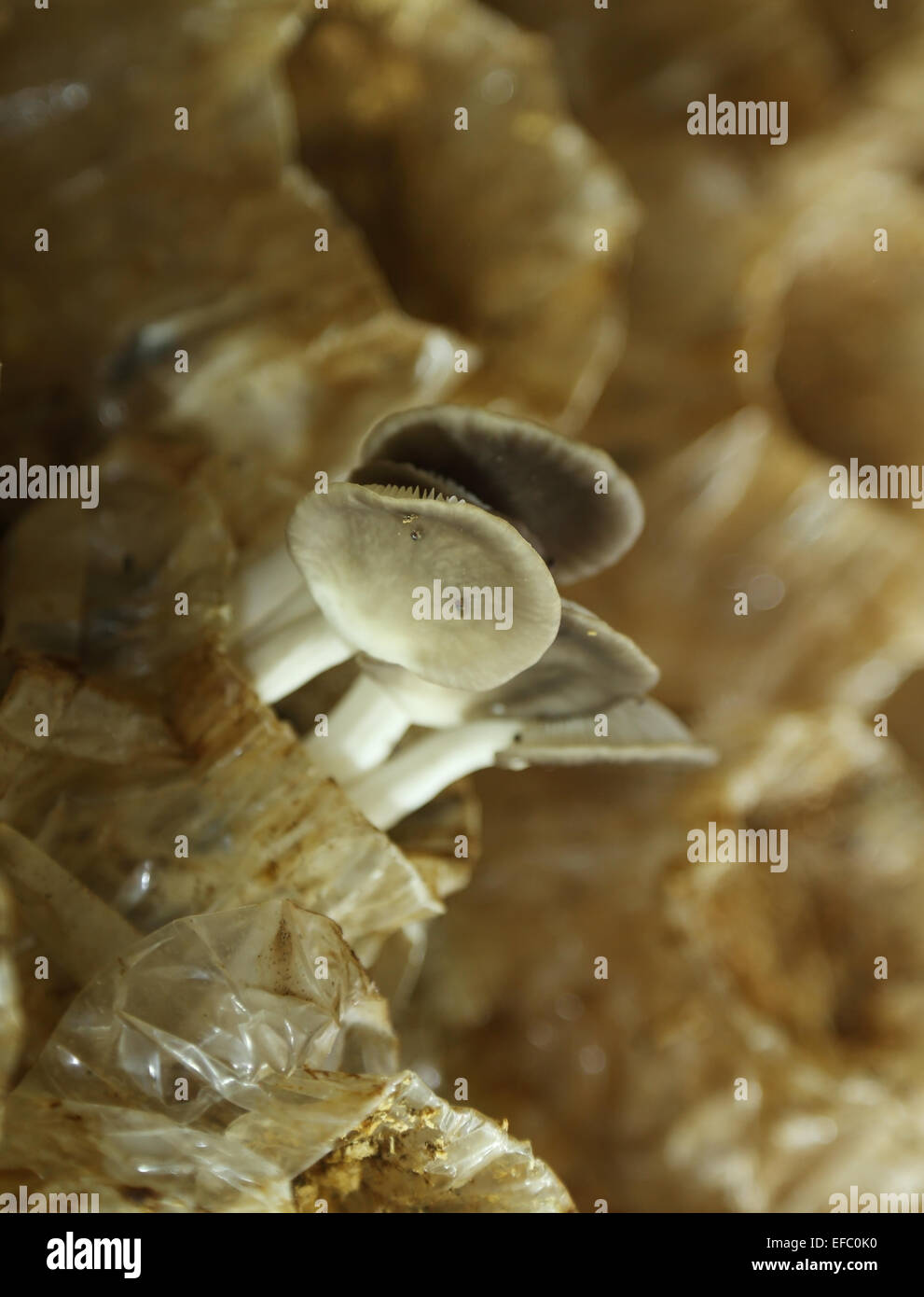 Sajor caju mushroom hi-res stock photography and images - Alamy