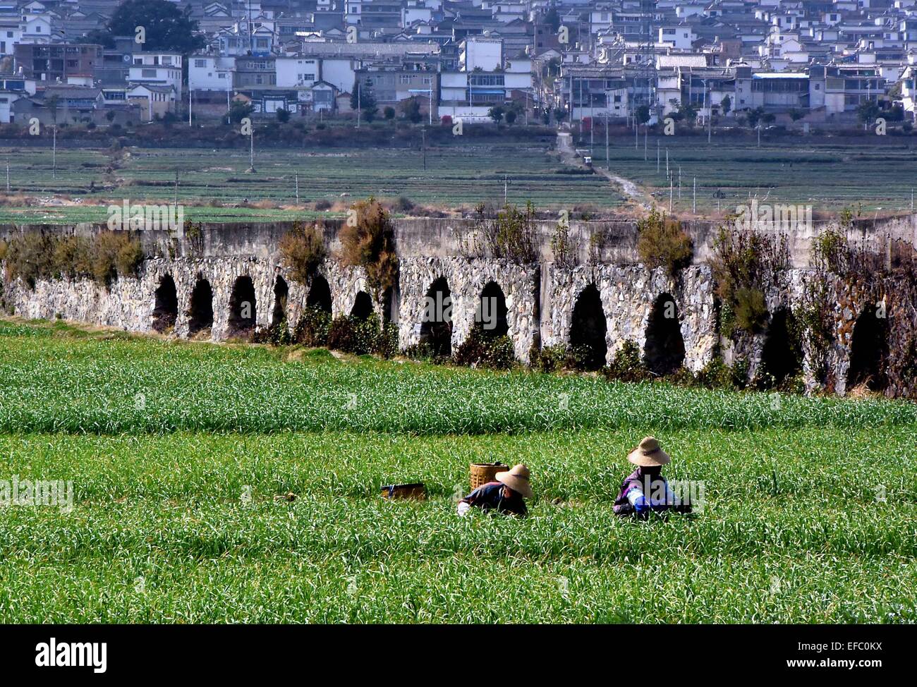 Dali, China's Yunnan Province. 30th Jan, 2015. Farmers weed a field on ...