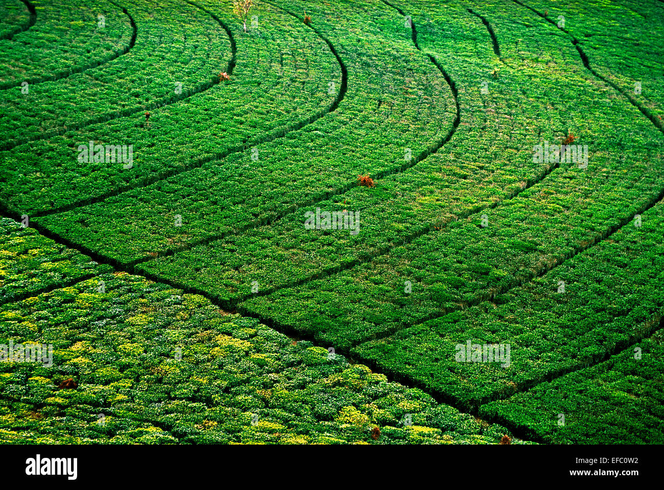Landscape of Papandayan tea plantation in Garut, West Java, Indonesia ... Landscape of Papandayan tea plantation in Garut, West Java, Indonesia ...