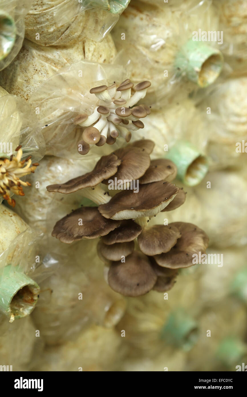 Sajor caju mushroom hi-res stock photography and images - Alamy