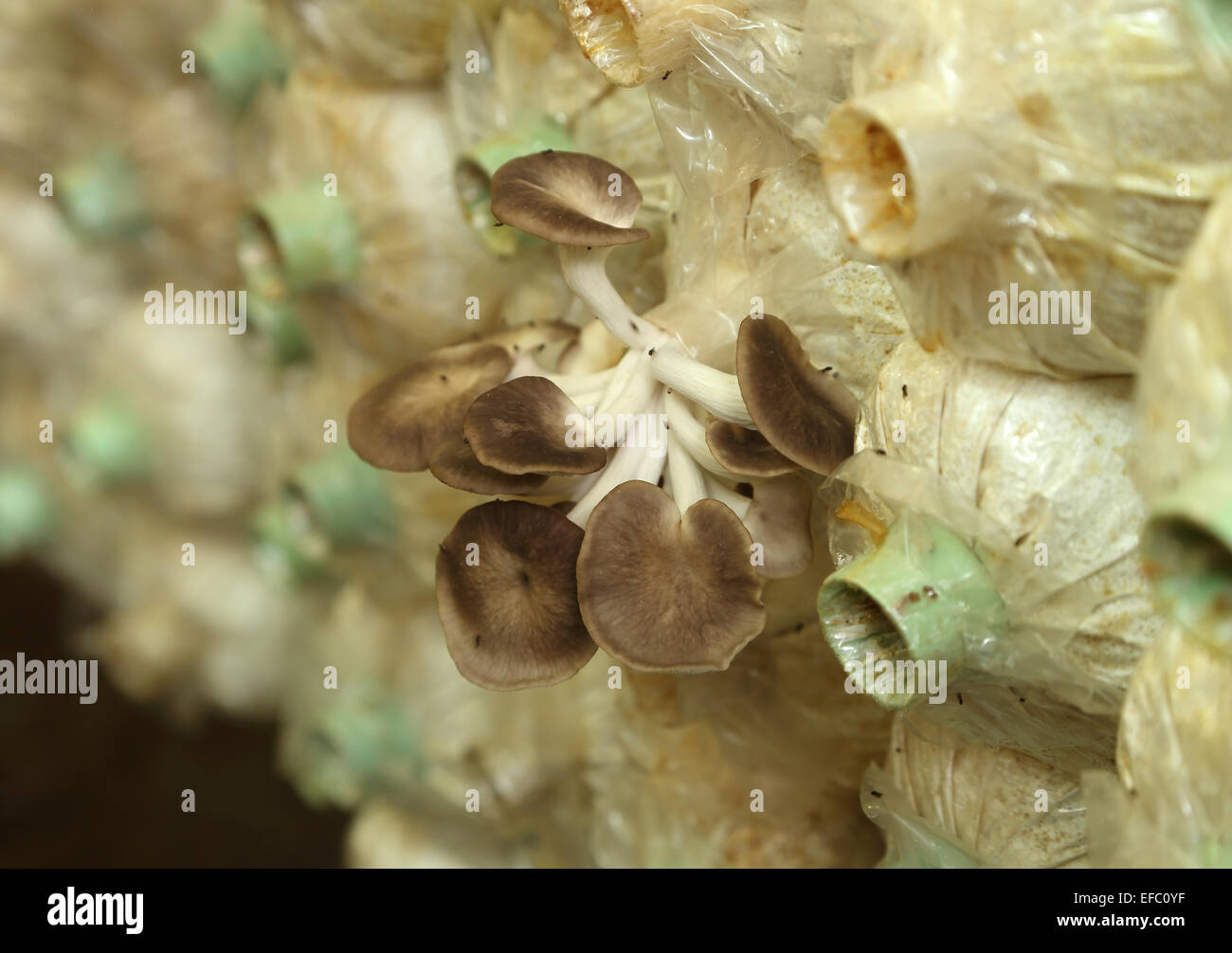 Sajor caju mushroom hi-res stock photography and images - Alamy