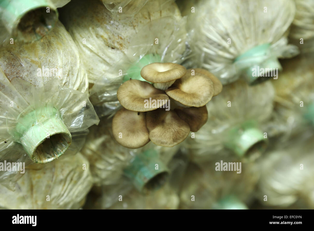 Sajor caju mushroom hi-res stock photography and images - Alamy
