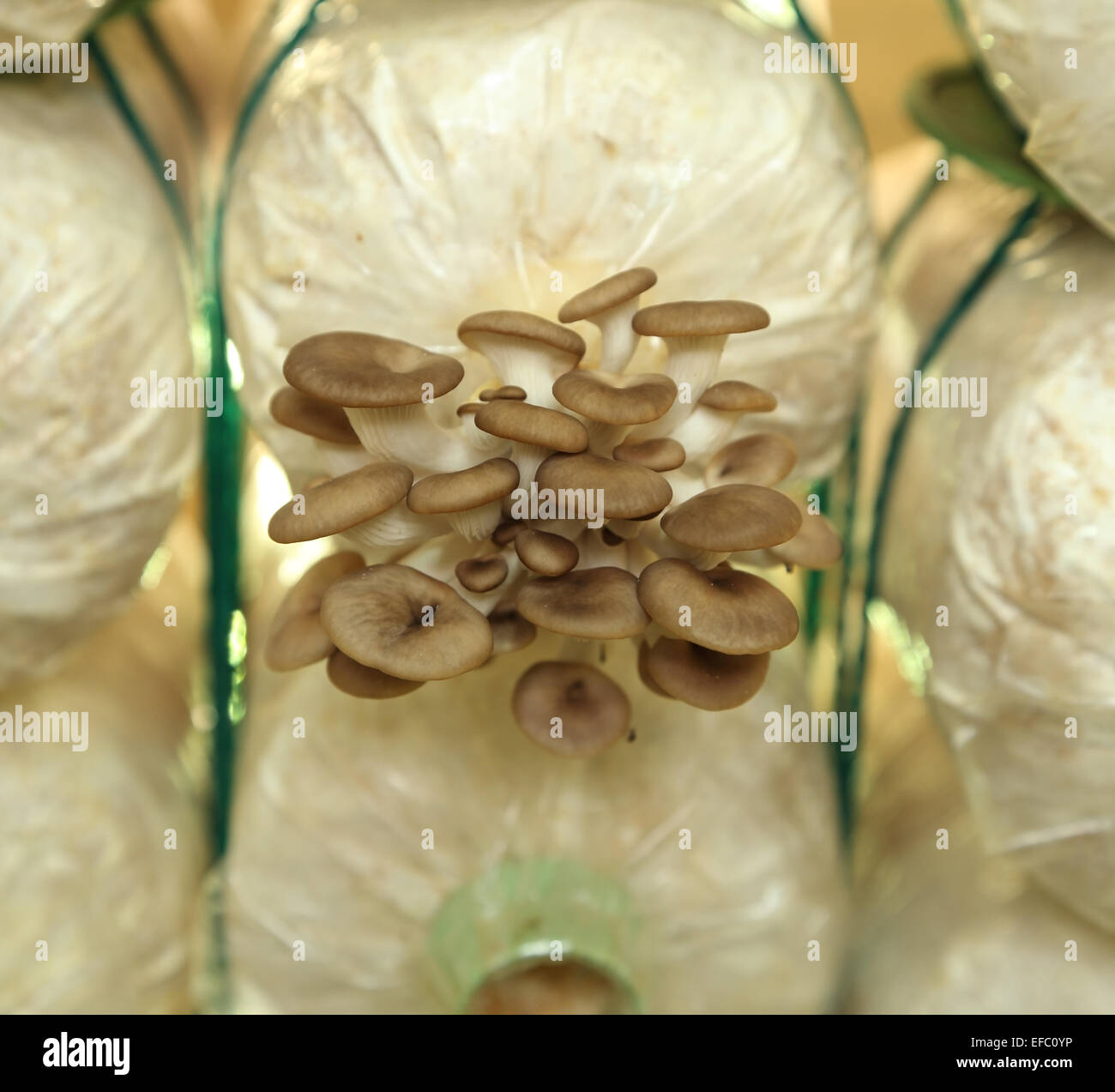 Sajor caju mushroom hi-res stock photography and images - Alamy