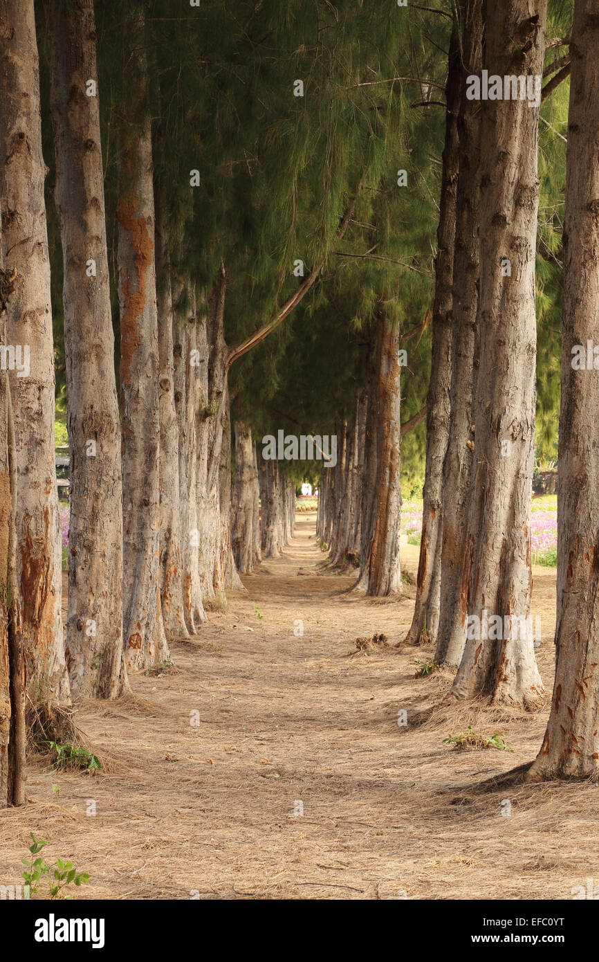gravel path between pine trees in Thailand Stock Photo - Alamy