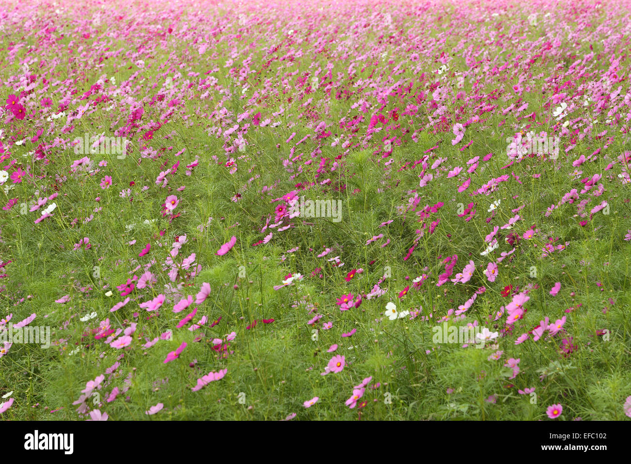 pink Cosmos flower in the field Stock Photo - Alamy