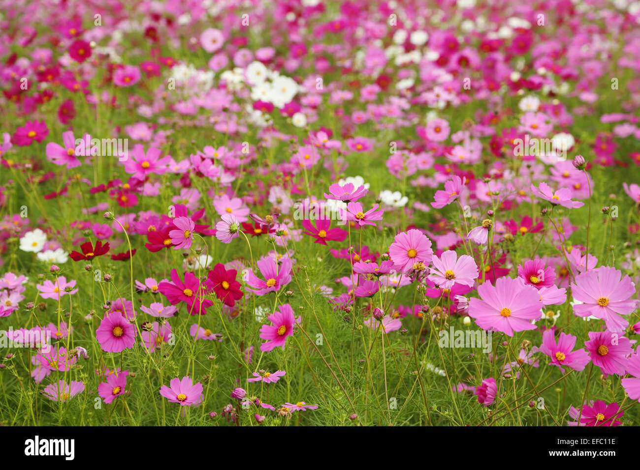Pink cosmos flowers field hi-res stock photography and images - Alamy