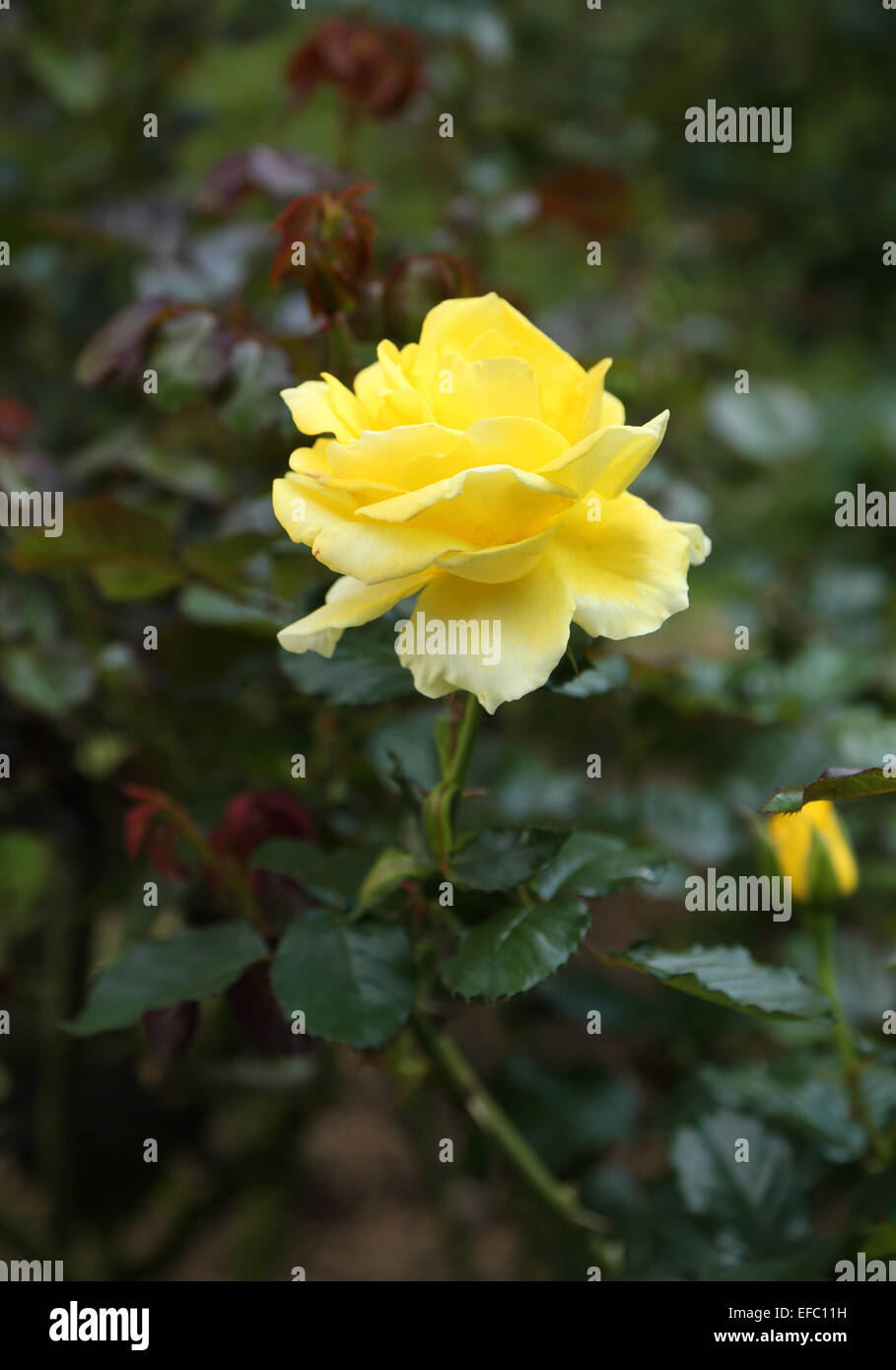 yellow rose flower plant with leaf Stock Photo - Alamy
