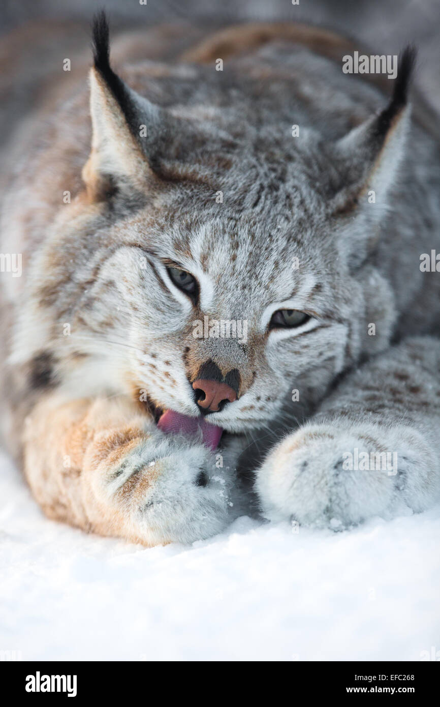 Lynx cleaning paws in snow Stock Photo - Alamy