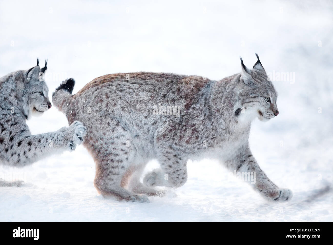 Two lynx playing in the snow Stock Photo - Alamy