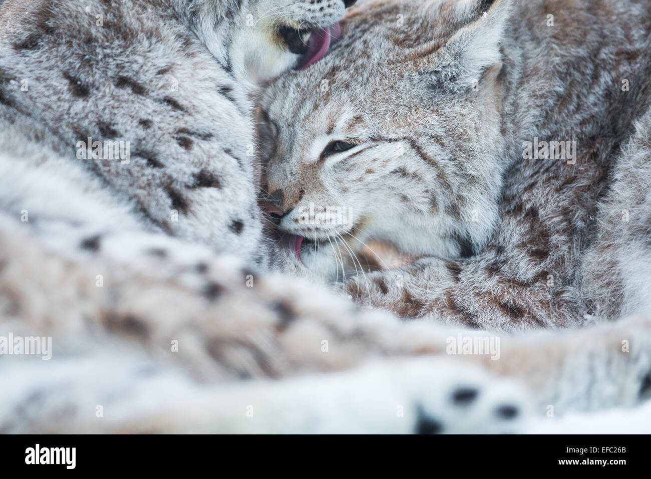 Two lynx cleaning fur in snow Stock Photo - Alamy