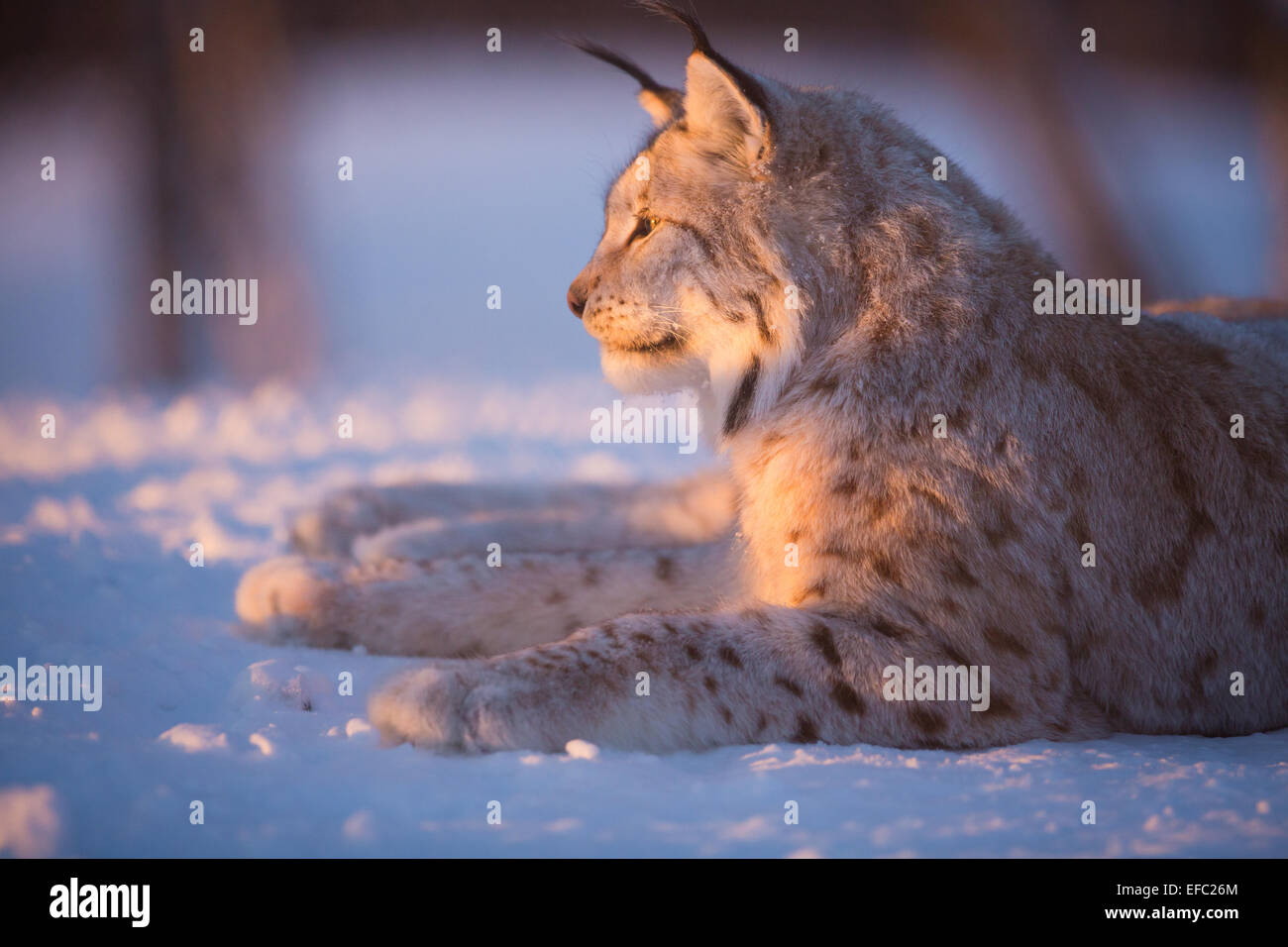 Cute brown dotted lynx hi-res stock photography and images - Alamy
