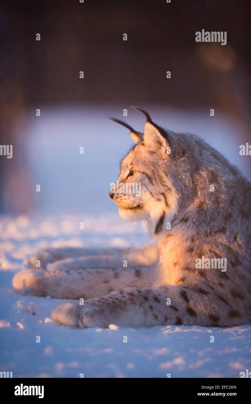 Lynx in the sunset Stock Photo - Alamy
