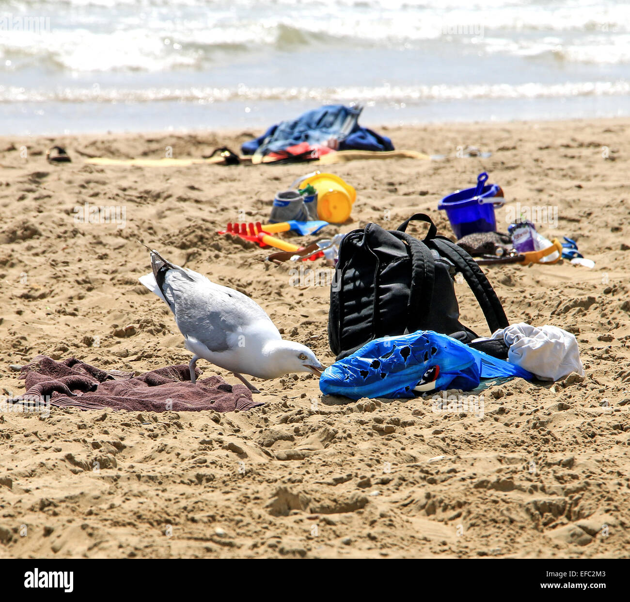 Scavenging seagull at Camber Sands Stock Photo - Alamy
