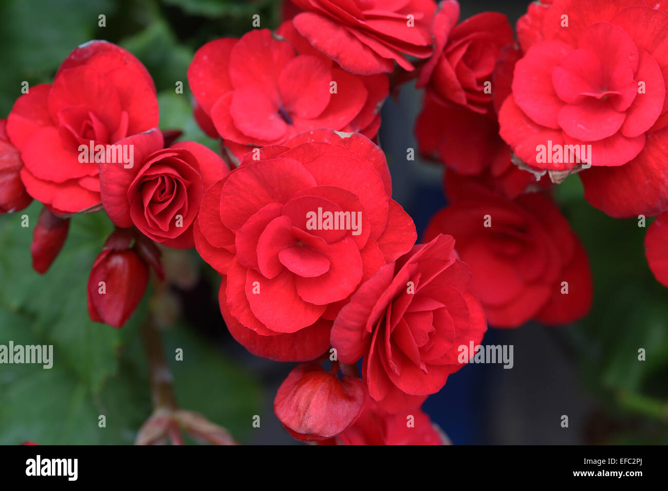 red begonia flower blooming in the garden Stock Photo - Alamy