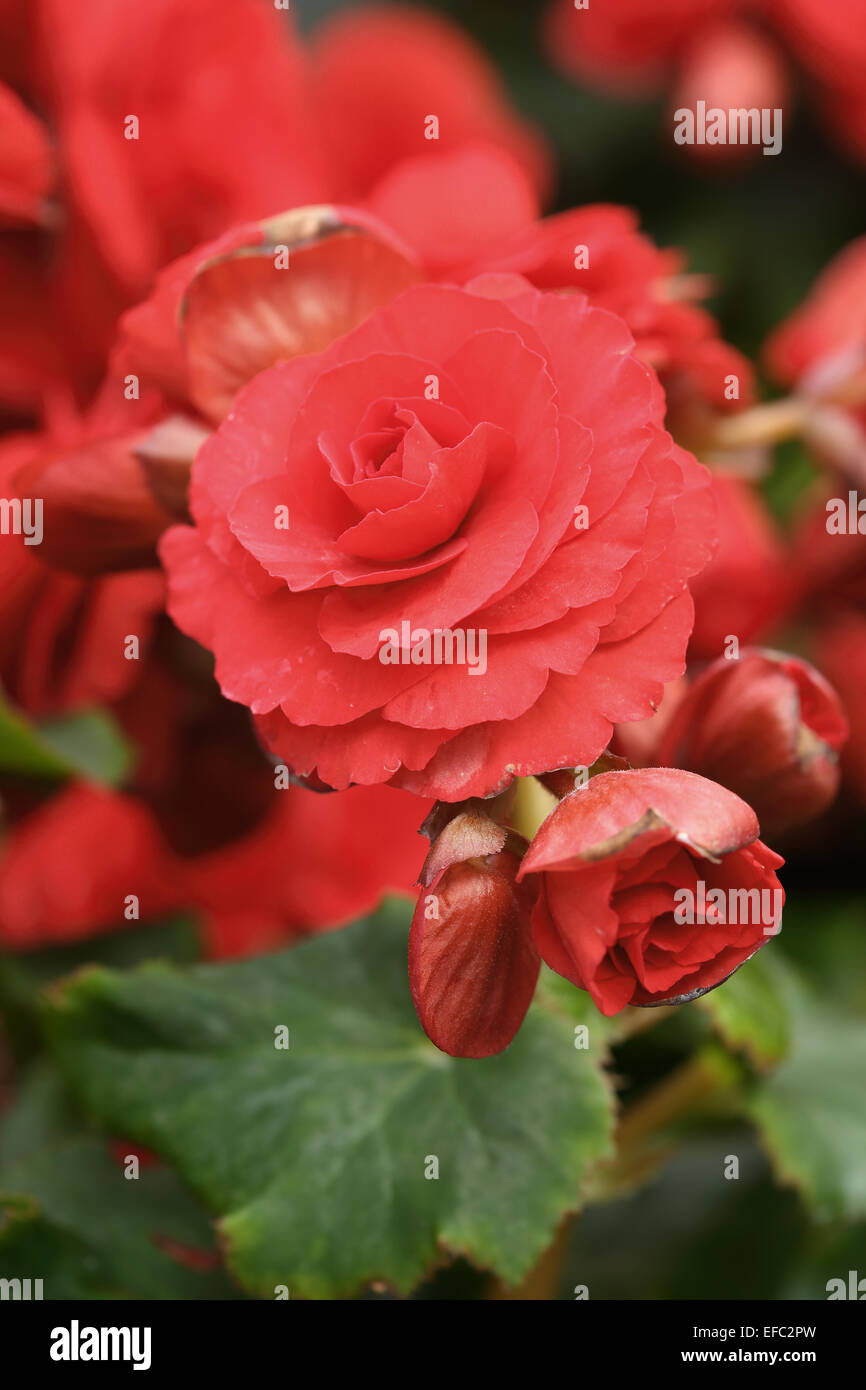 red begonia flower blooming in the garden Stock Photo - Alamy