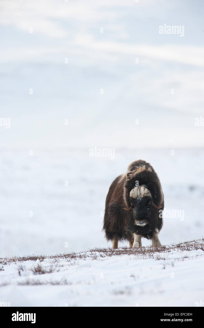 Musk ox in mountain tundra Stock Photo - Alamy