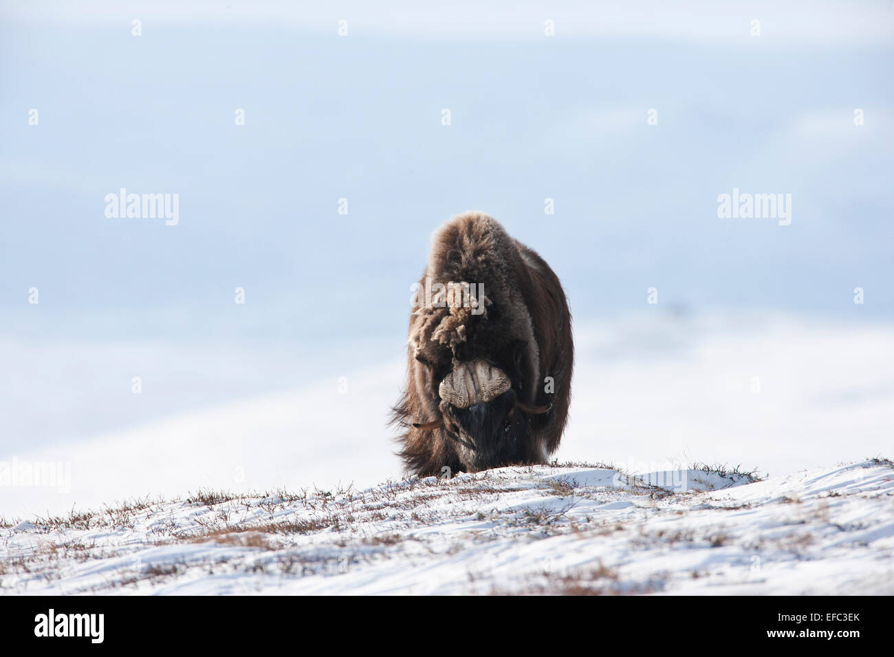 Musk ox in mountain tundra Stock Photo - Alamy