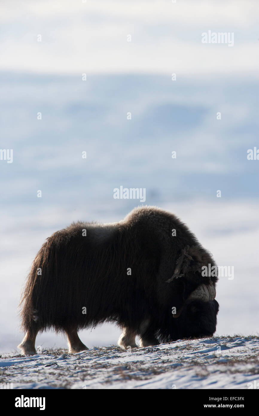 Musk ox in mountain tundra Stock Photo - Alamy