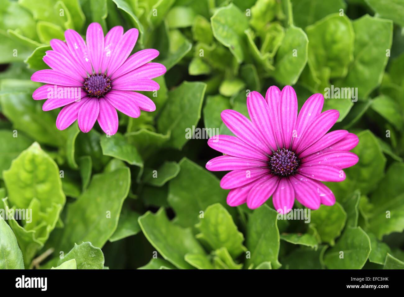 osteospermum flower in the garden Stock Photo - Alamy