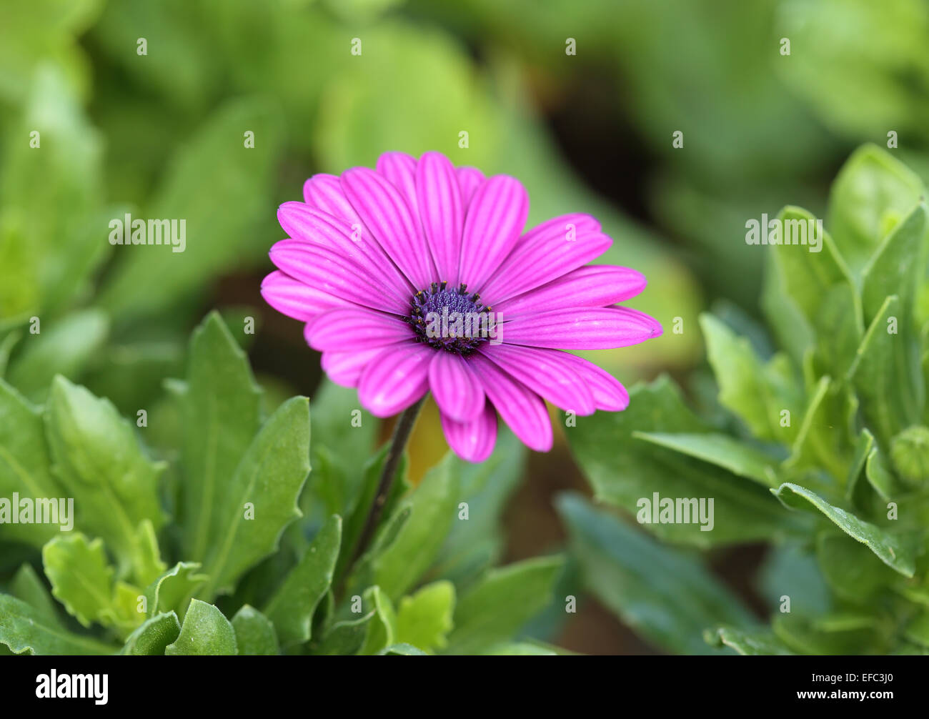 osteospermum flower in the garden Stock Photo - Alamy