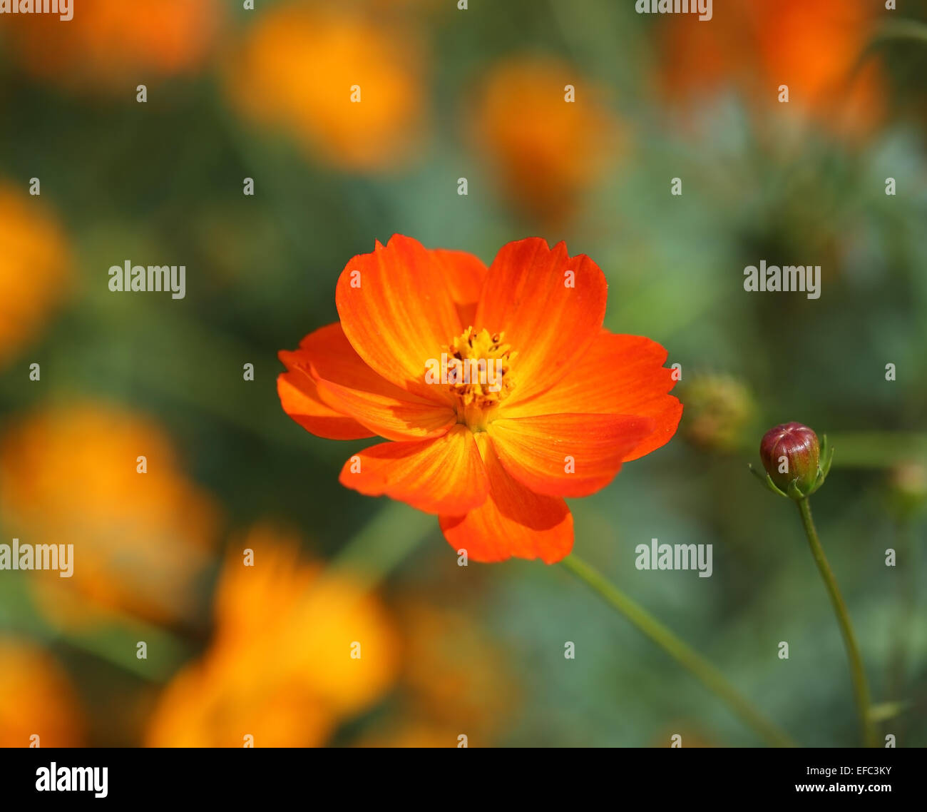 beautiful orange cosmos flower in the garden Stock Photo - Alamy
