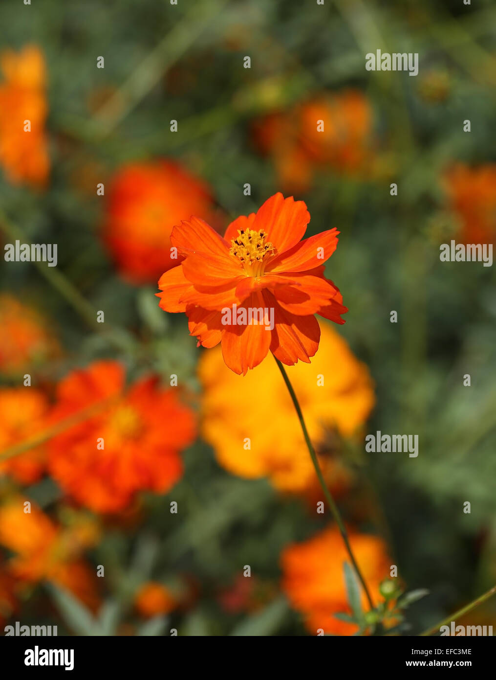 Orange yellow cosmos flower hi-res stock photography and images - Alamy