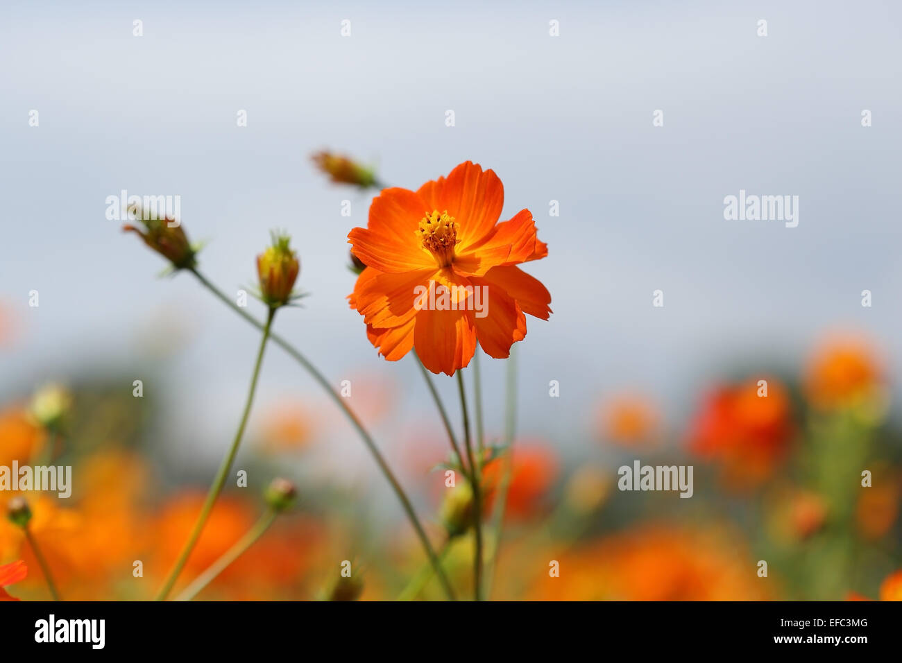 beautiful orange cosmos flower in the garden Stock Photo - Alamy