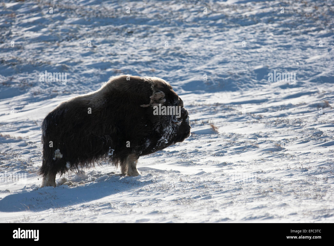 Musk ox in mountain tundra Stock Photo - Alamy