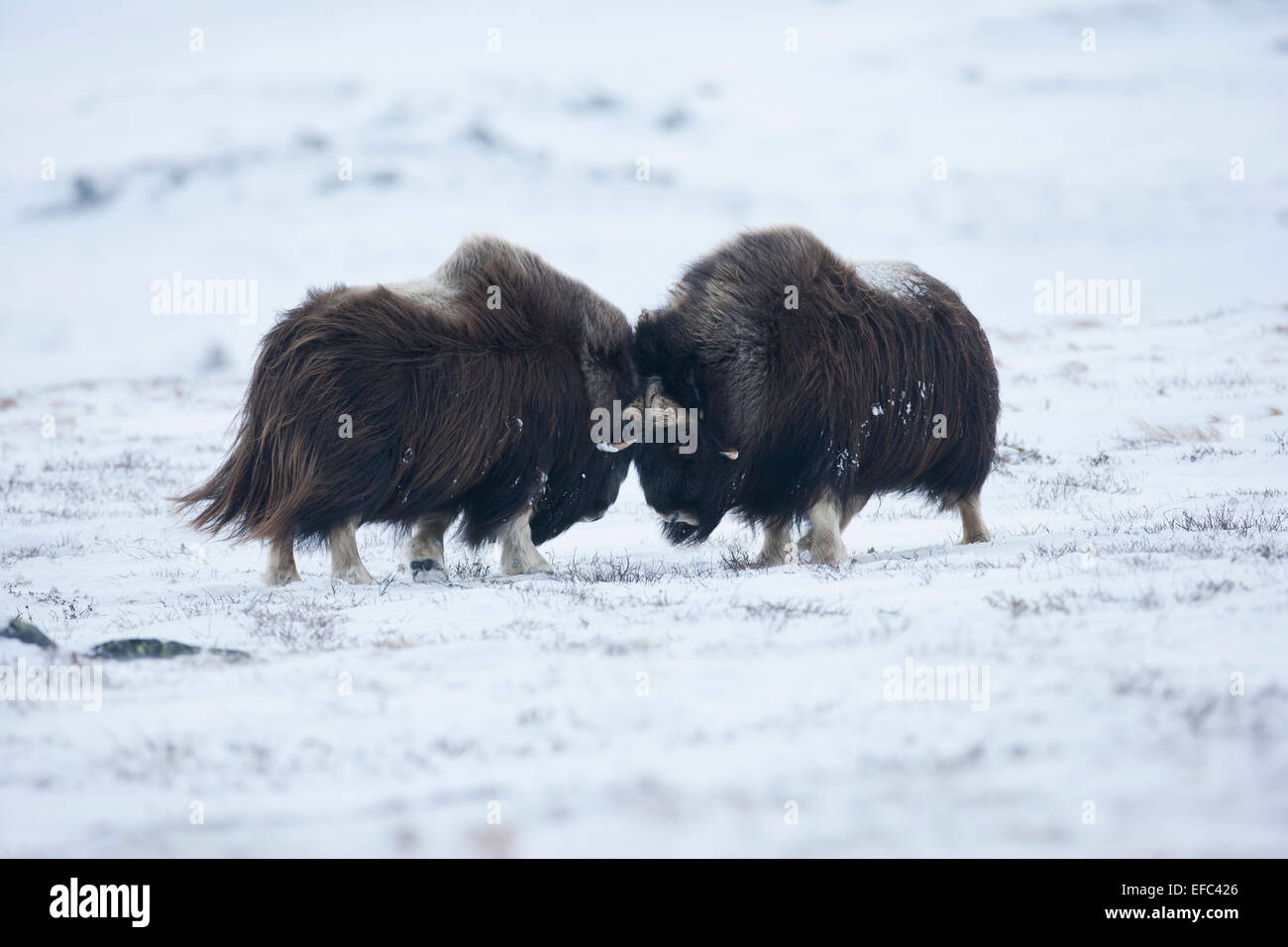 Male musk ox hi-res stock photography and images - Alamy