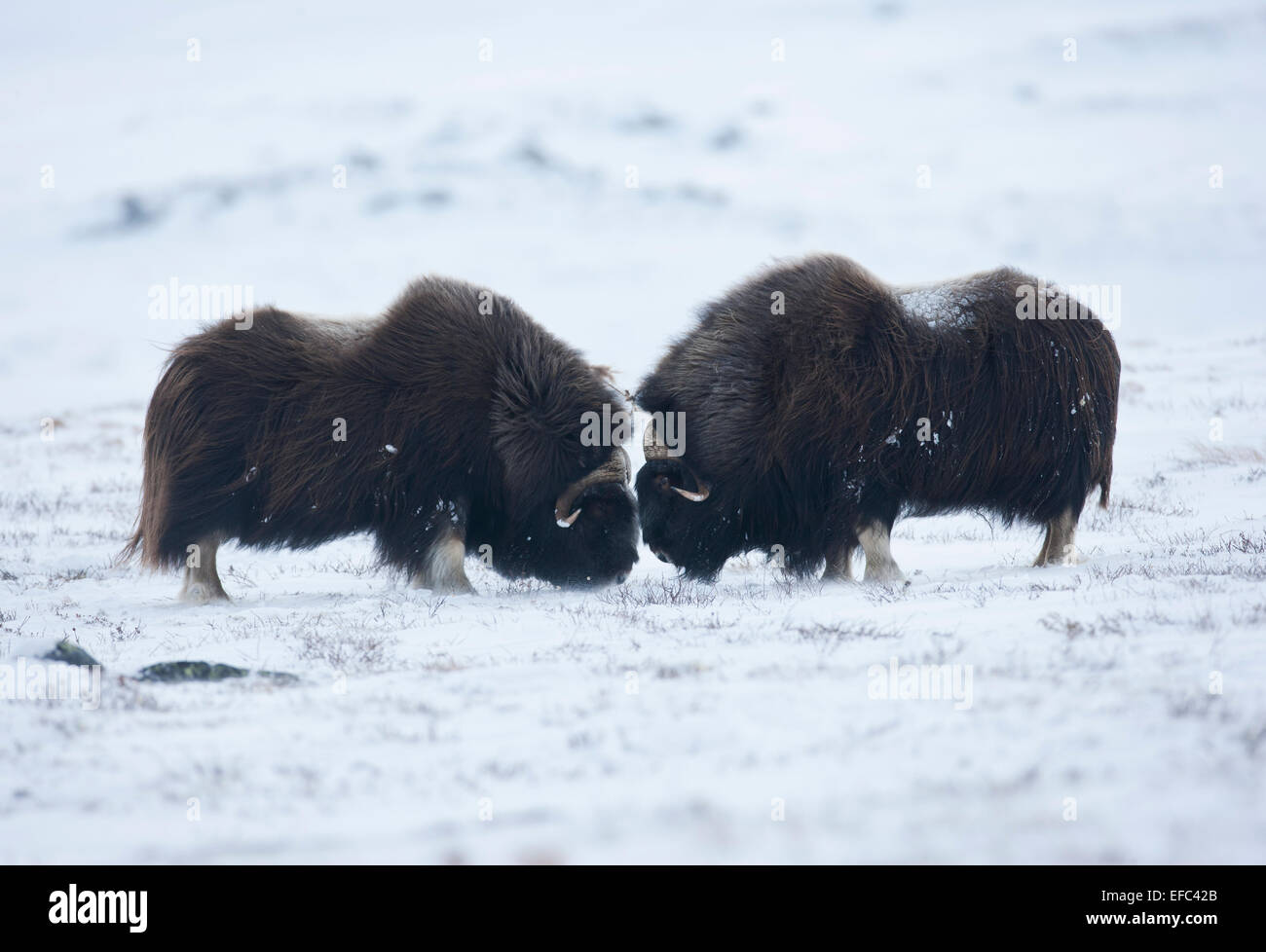 Male muskox hi-res stock photography and images - Alamy