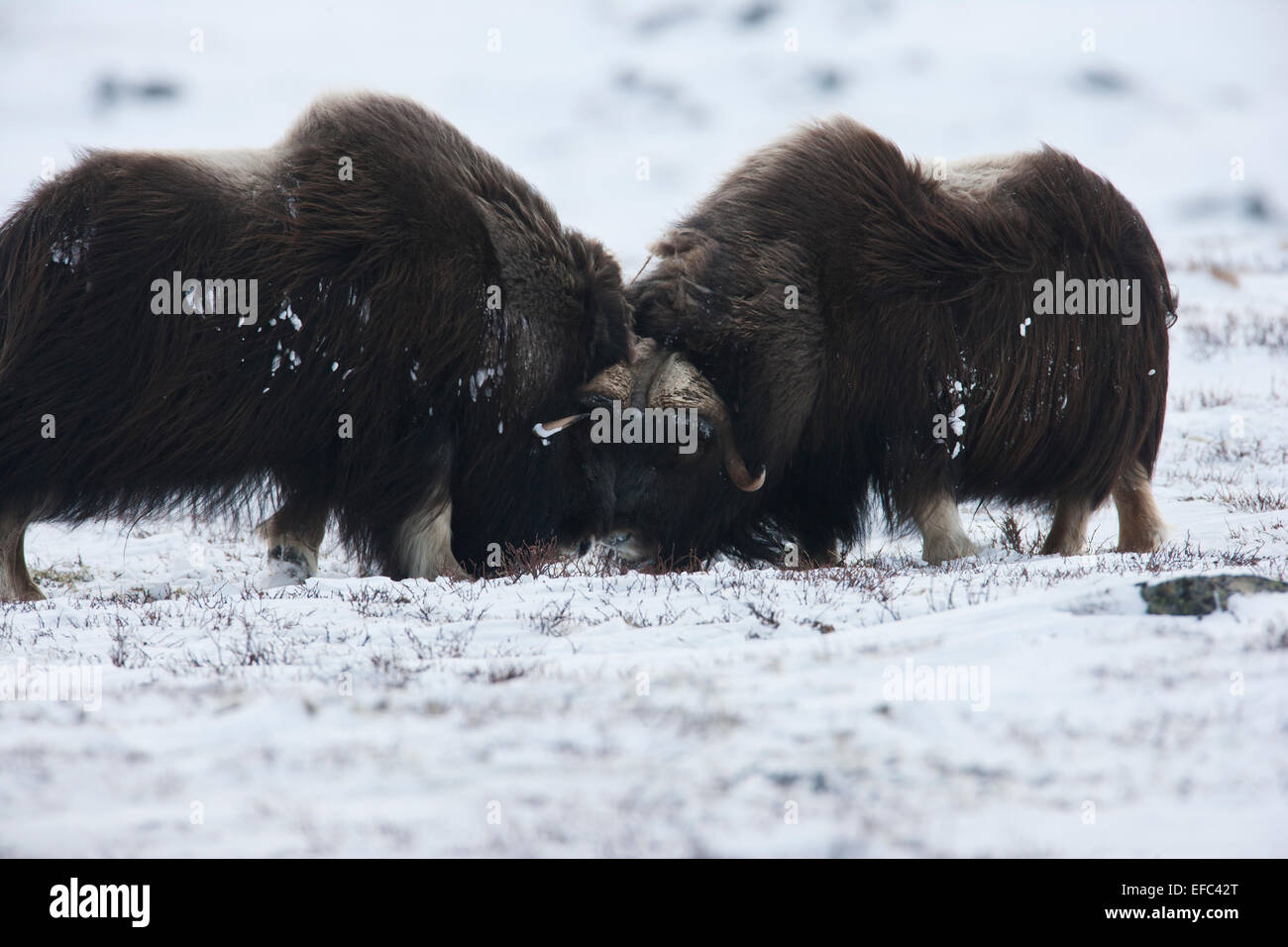 Musk ox fighting hi-res stock photography and images - Alamy