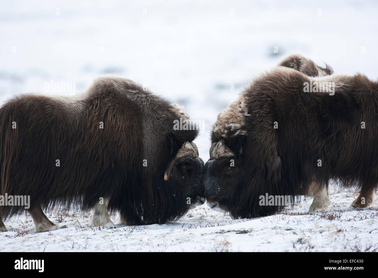Musk ox fighting hi-res stock photography and images - Alamy