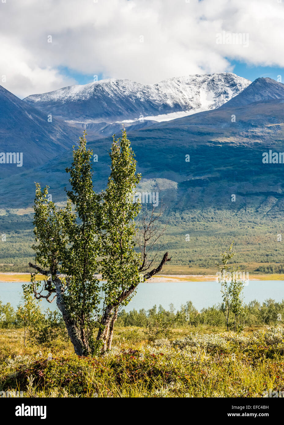 A mountain birch with the Akka massif in the background Stock Photo - Alamy
