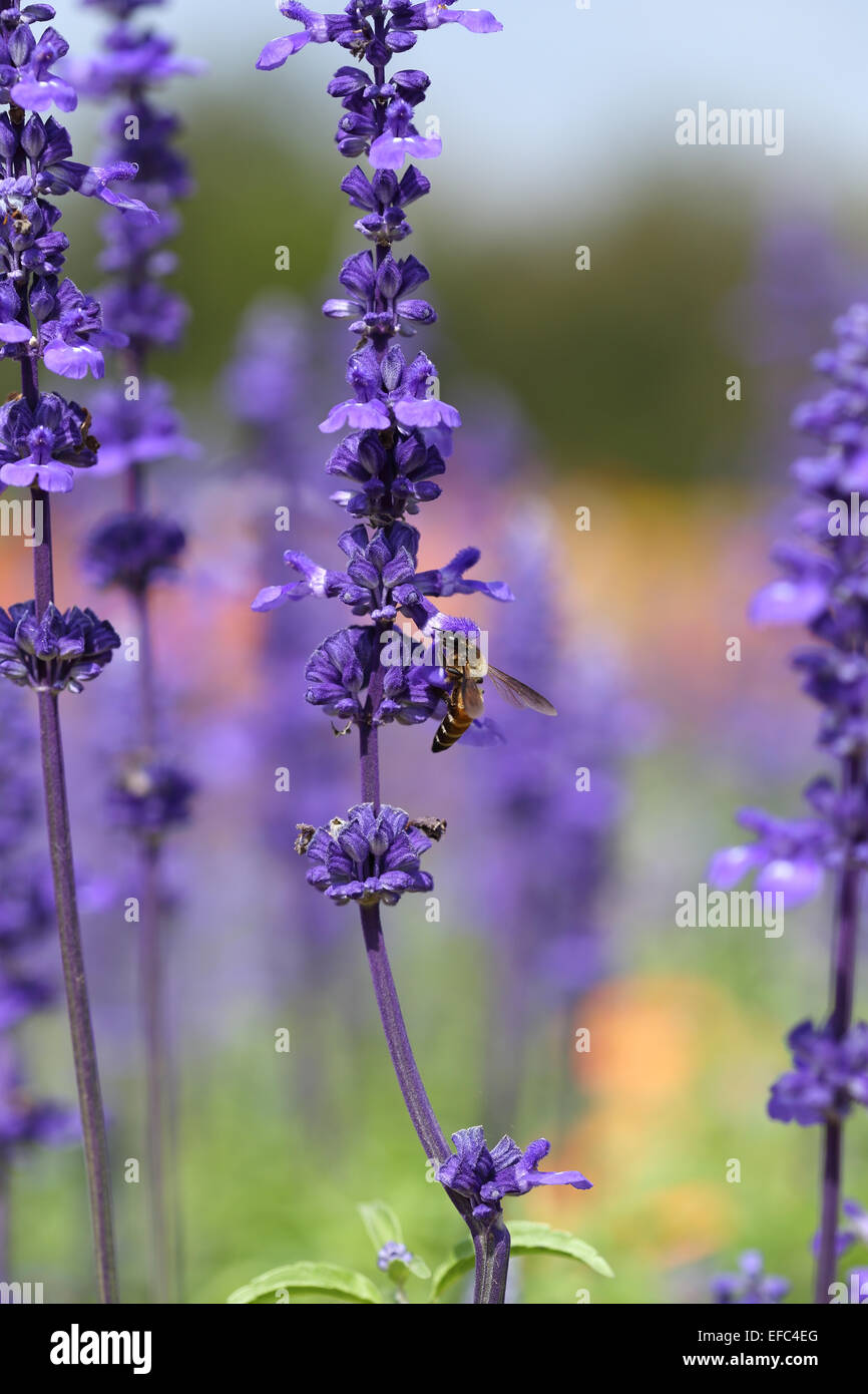 Lavender flower with bee in the garden Stock Photo - Alamy